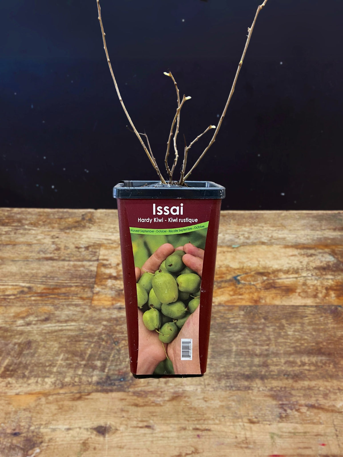 Issai Hardy Kiwi - Satellite Garden Centre – Satellite Garden Centre