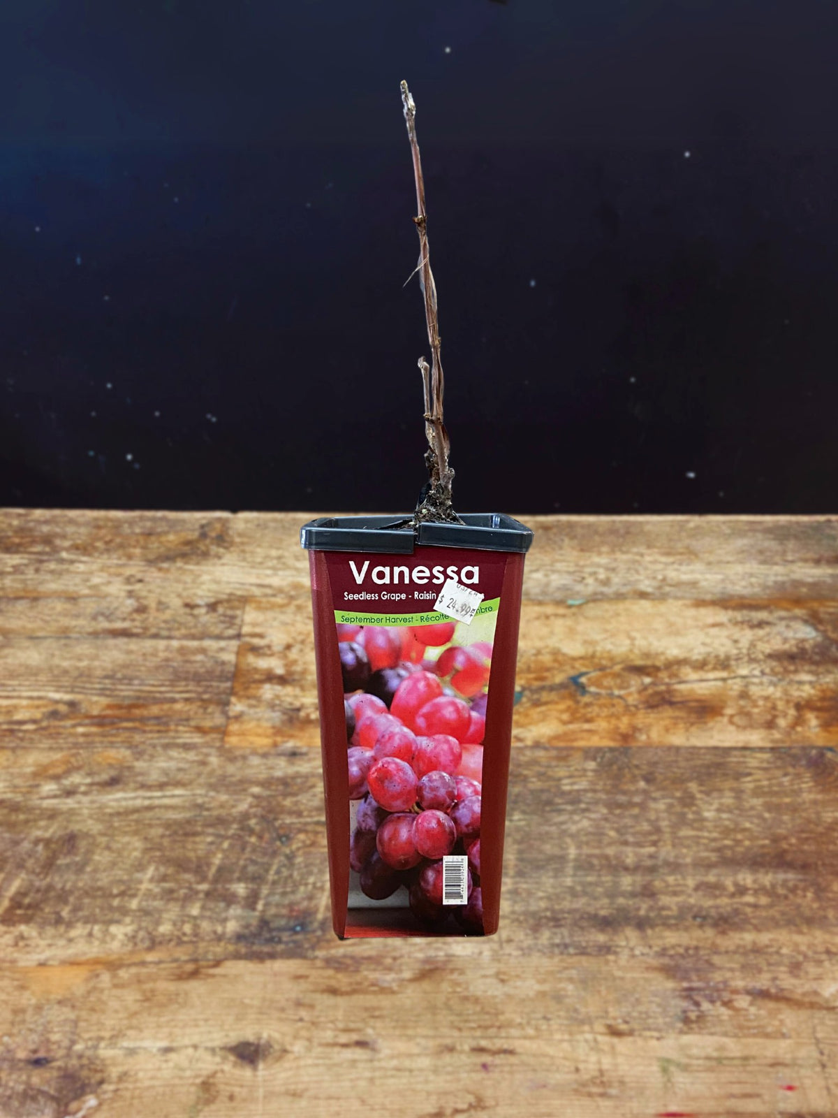 Vanessa Seedless Grape - Satellite Garden Centre – Satellite Garden Centre