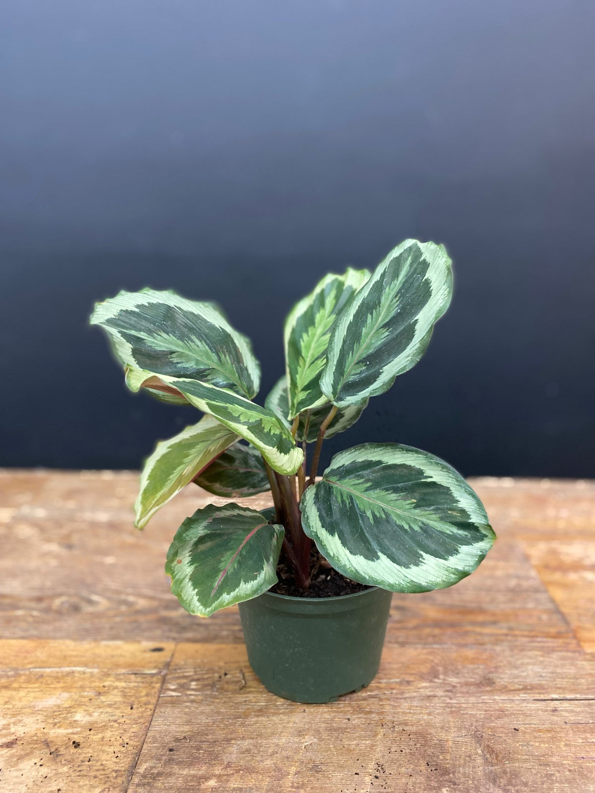 Calathea Rose Rabbit Ear - Satellite Garden Centre – Satellite Garden ...