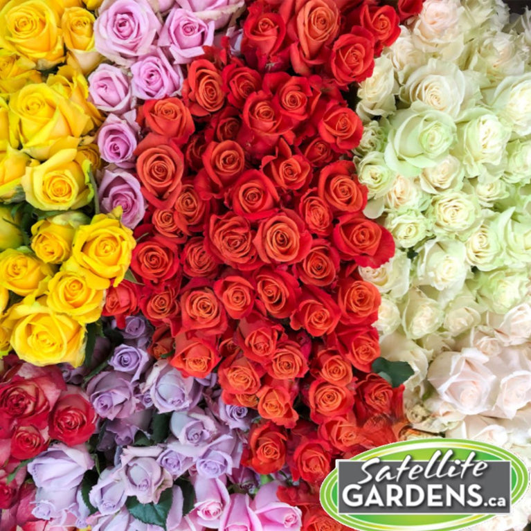 Fresh Cut Long Stem Roses - Satellite Garden Centre – Satellite Garden ...