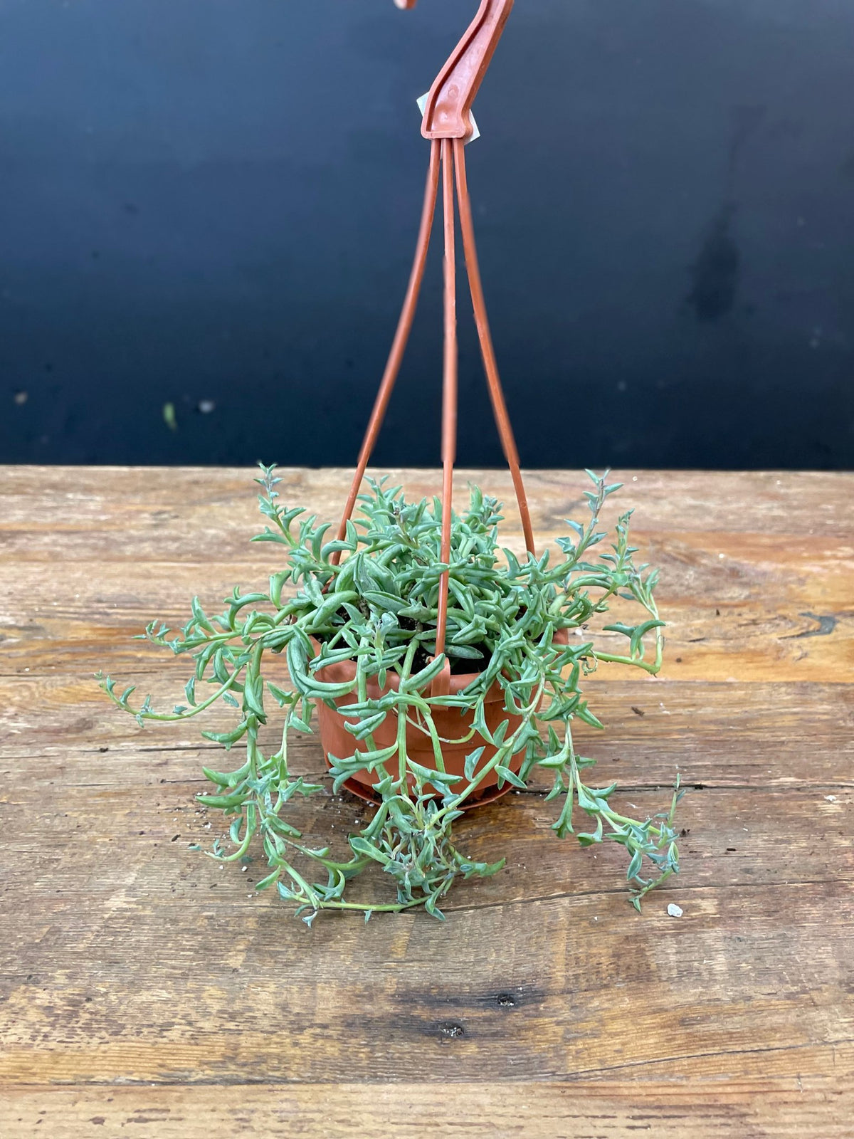 String of Dolphines - Satellite Garden Centre – Satellite Garden Centre