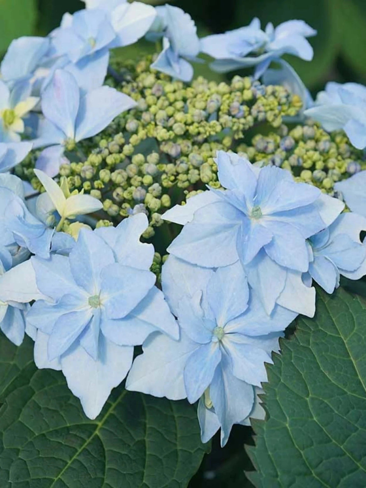 Tuff Stuff Ah-Ha - Satellite Garden Centre – Satellite Garden Centre